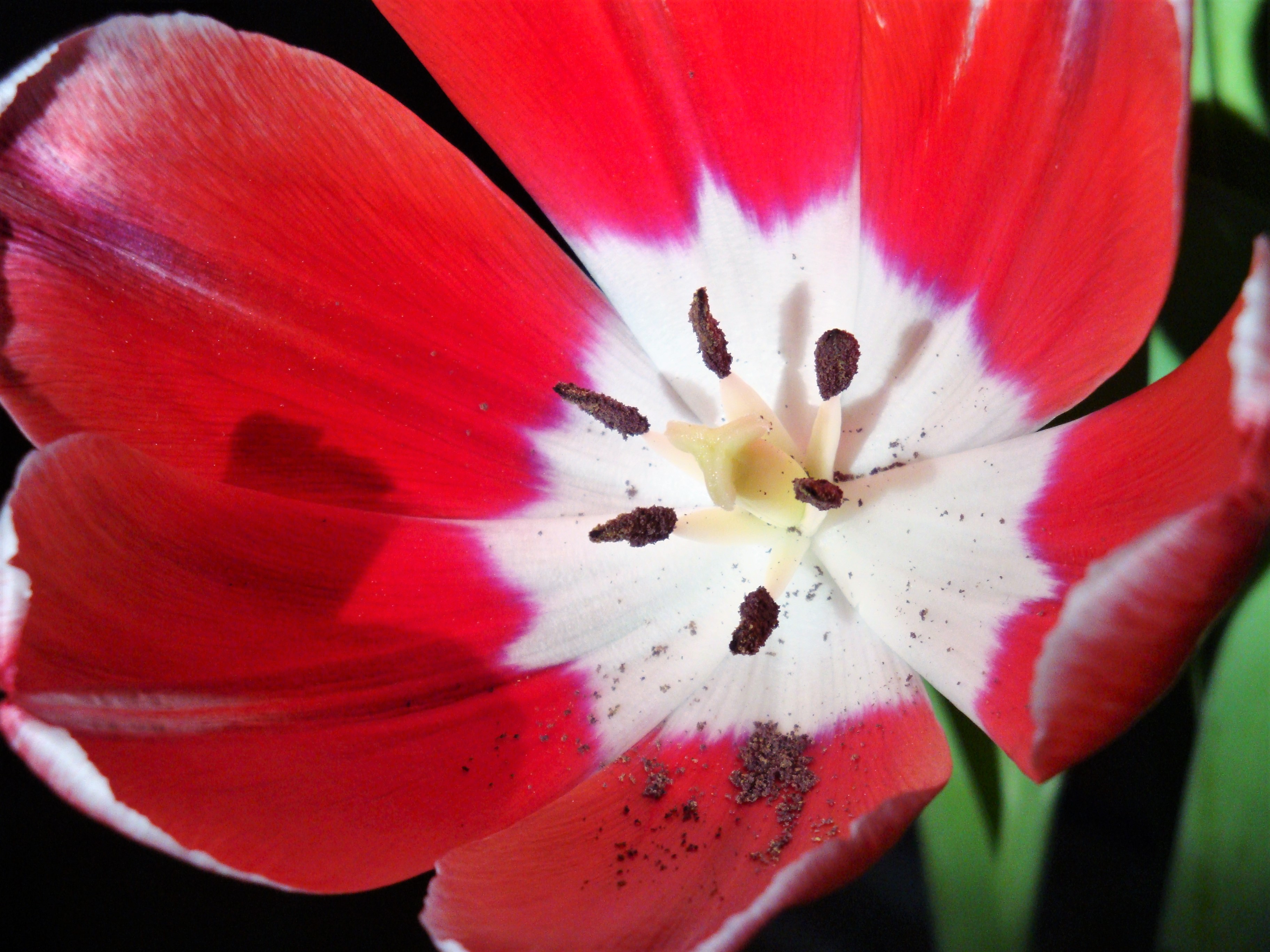 Waiting for my bee… | Chasing Classic Cameras with Chris