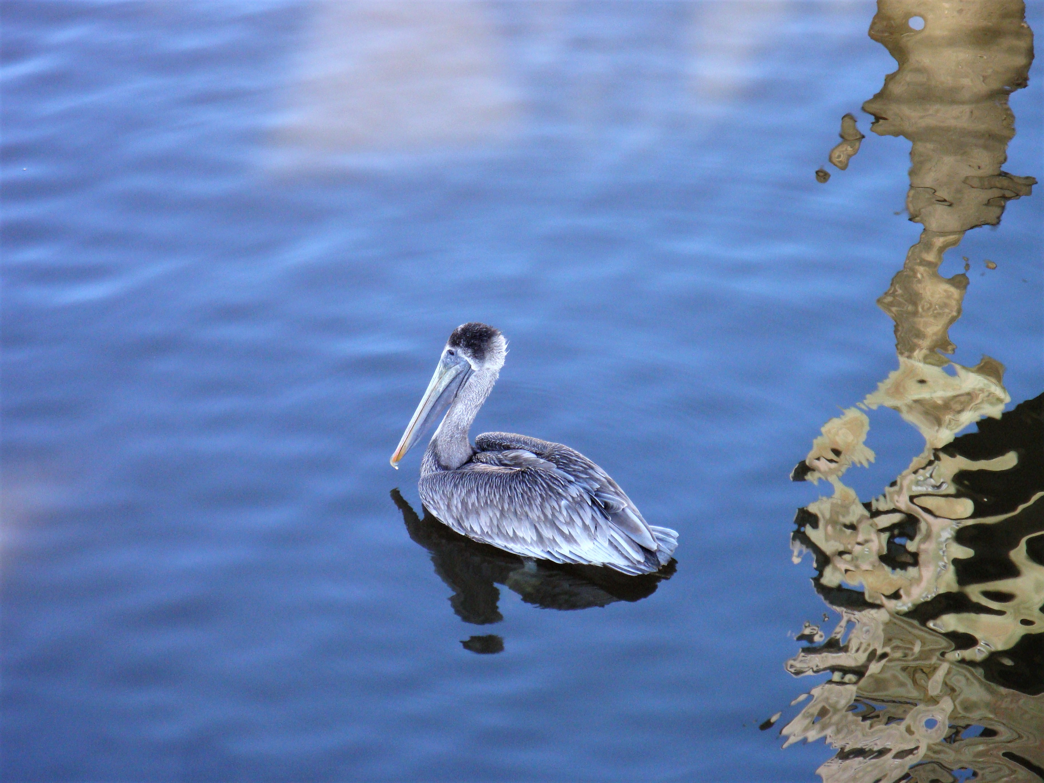 Pelican became pelicans | Chasing Classic Cameras with Chris