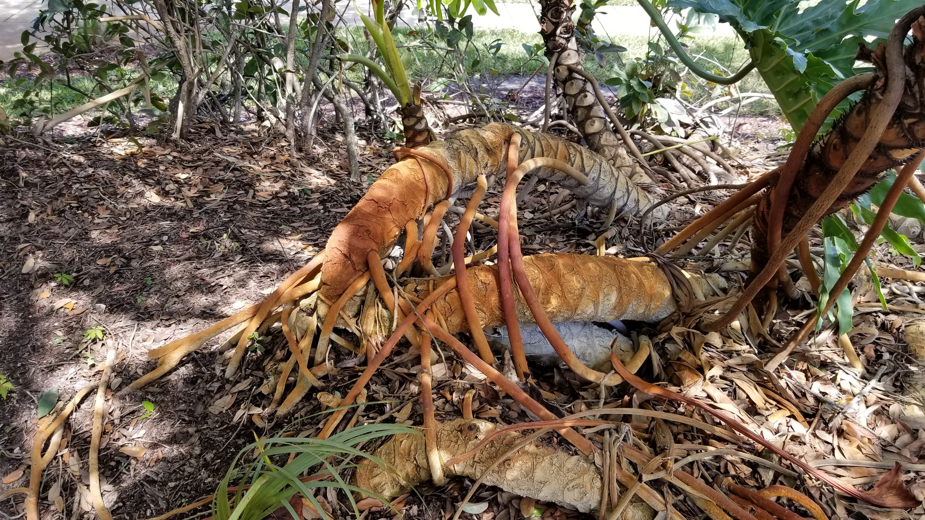 Found! Giant Florida “Land Shrimp”! | Chasing Classic Cameras with Chris