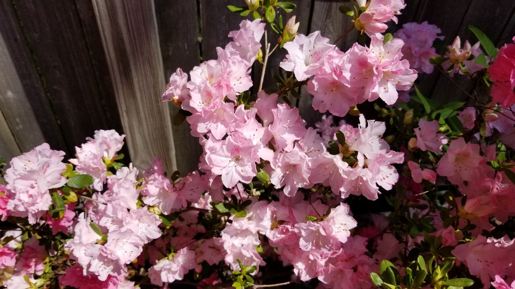 Azalea Explosion! | Chasing Classic Cameras with Chris