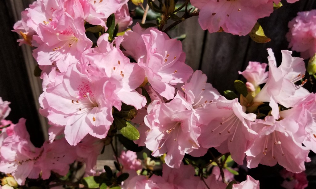 Azalea Explosion! | Chasing Classic Cameras with Chris